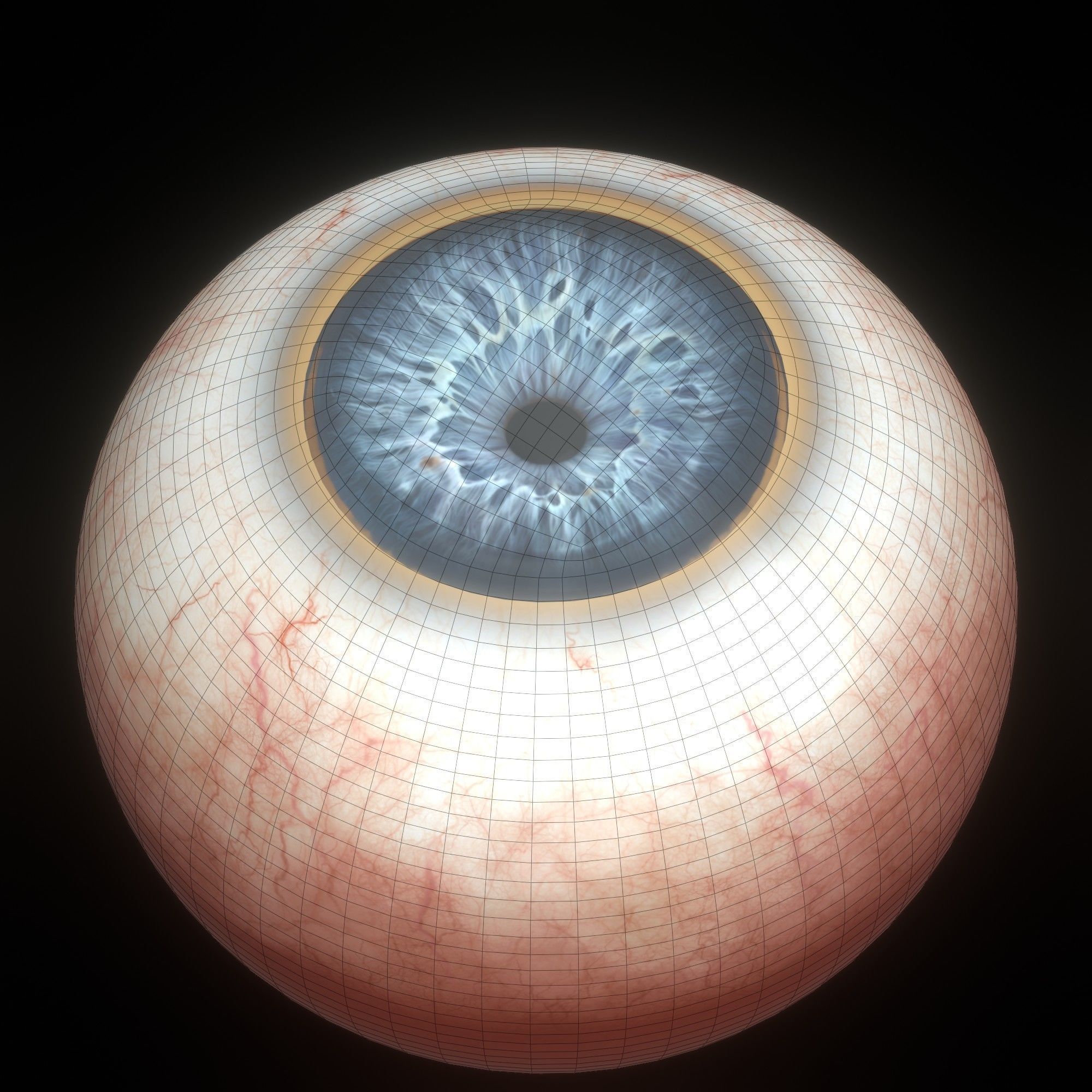 Eye ball structure 3D model animated | CGTrader