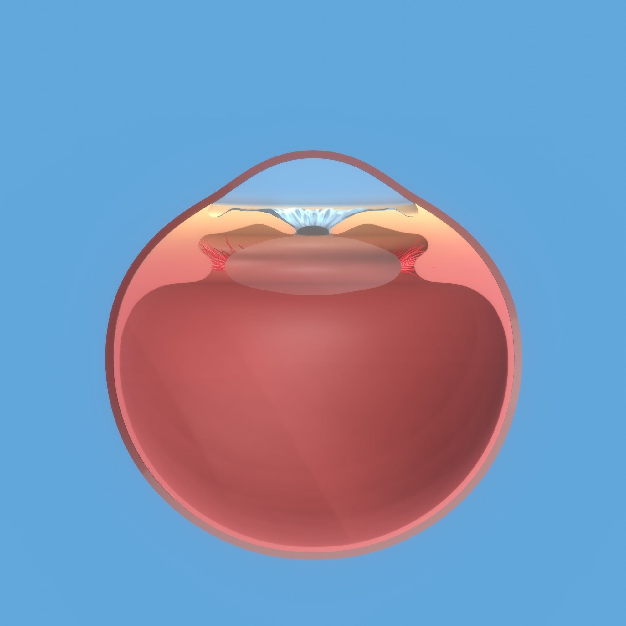 Eye ball structure 3D model animated | CGTrader