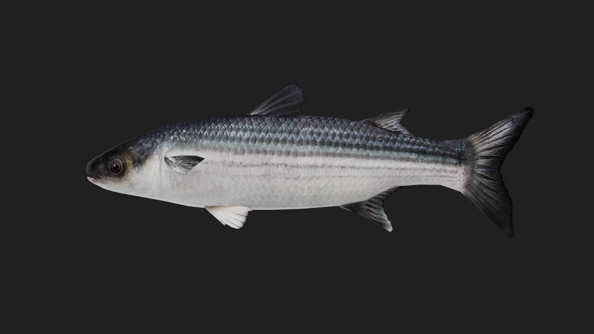 3D model Mullet VR / AR / low-poly | CGTrader