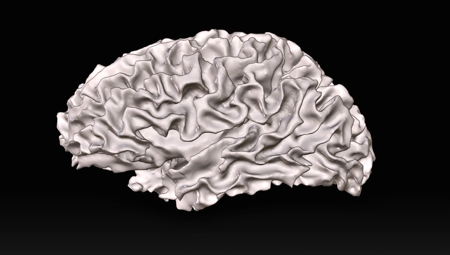White matter of the brain 3D model 3D printable | CGTrader