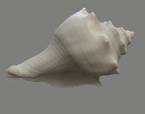 Free Shell 3D Models | CGTrader