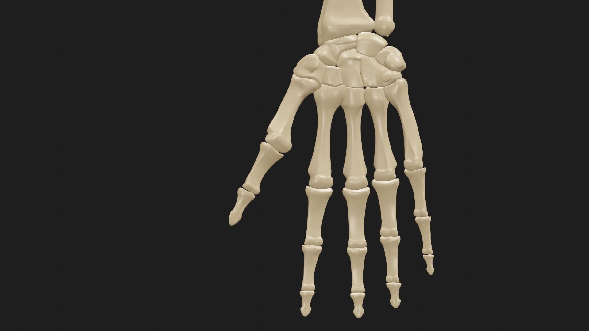 right hand and forearm bones 3D model | CGTrader