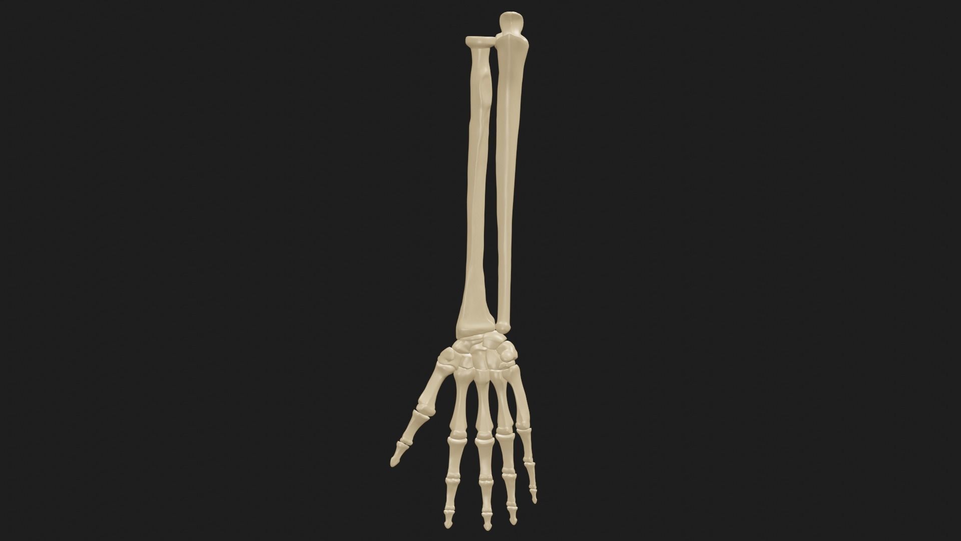 right hand and forearm bones 3D model | CGTrader