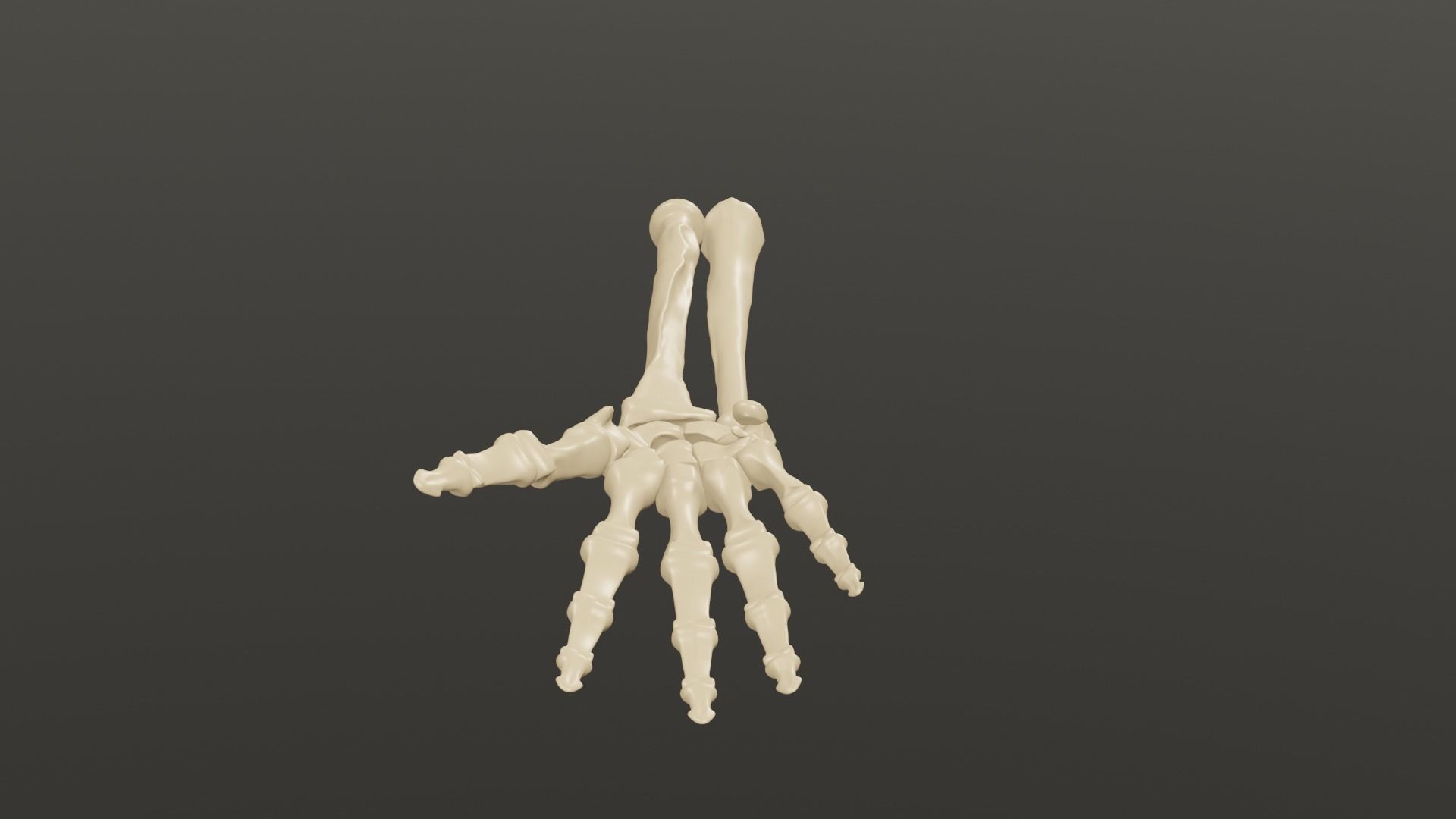 right hand and forearm bones 3D model | CGTrader