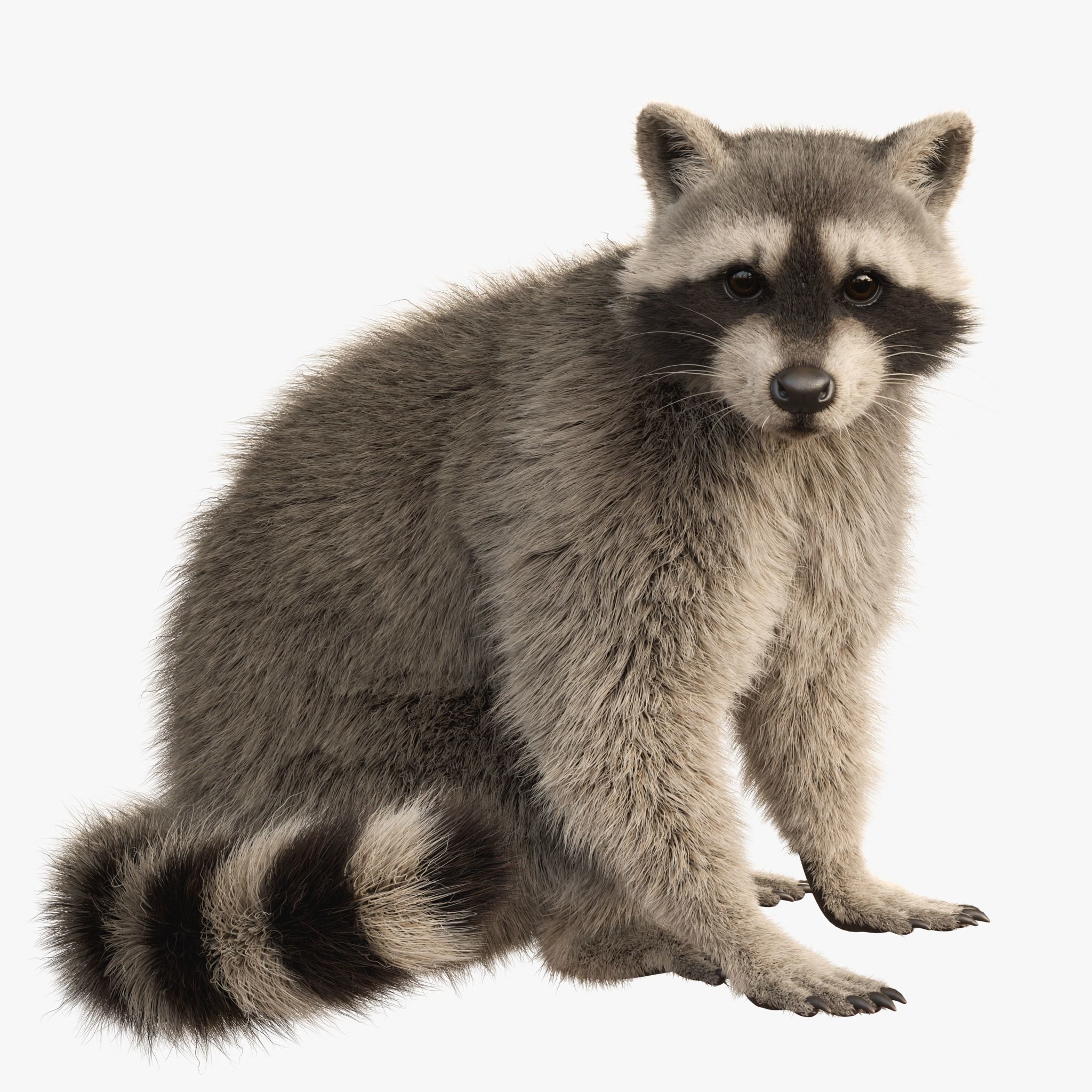 Raccoon Rigged Animated 3D model animated rigged | CGTrader