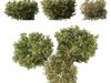 5 Different SETS of Bush SET VOL14 3D Model Collection | CGTrader