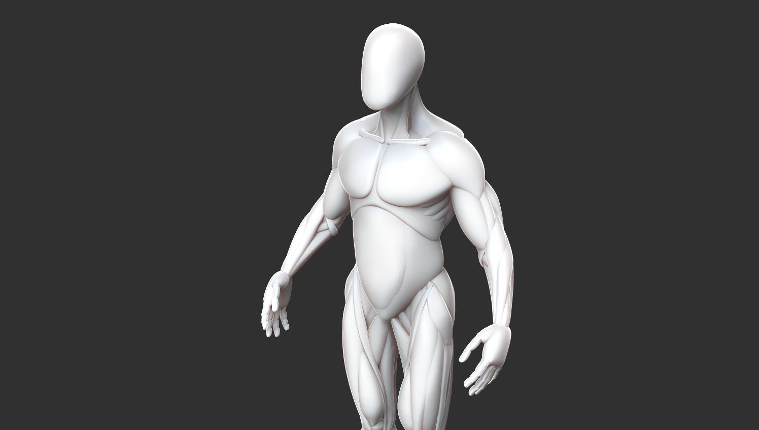 Male Anatomy Model free 3D model | CGTrader