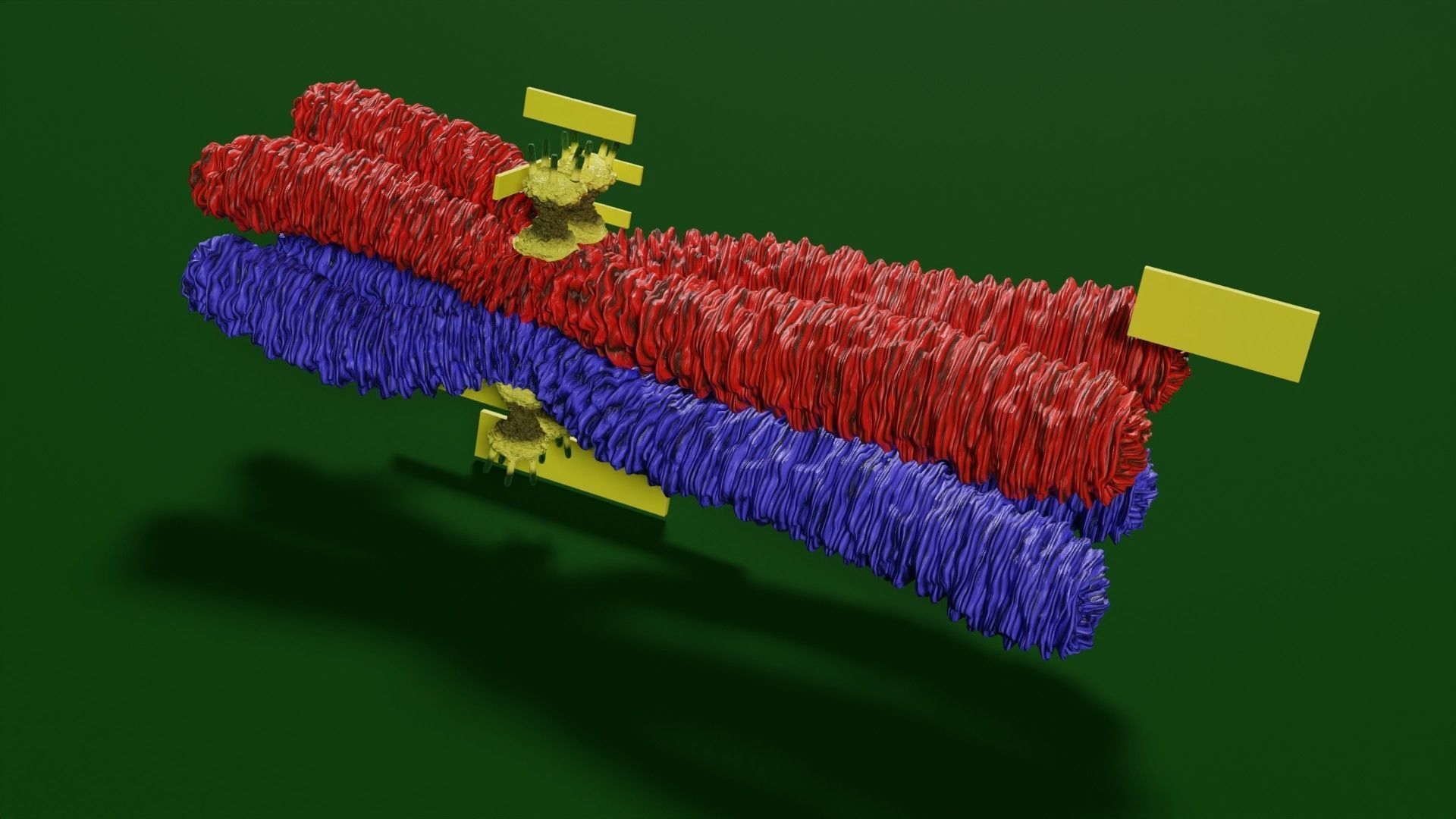 Chromosome homologous centromere kinetochore blender 3d model 3D model ...