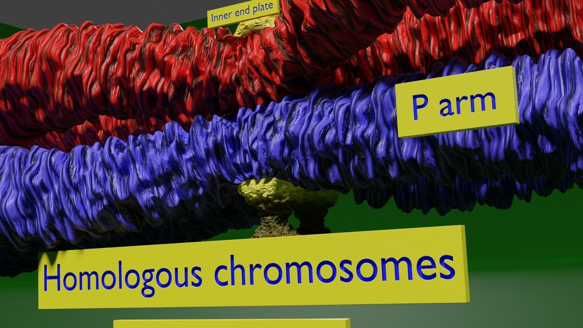Chromosome homologous centromere kinetochore blender 3d model 3D model ...