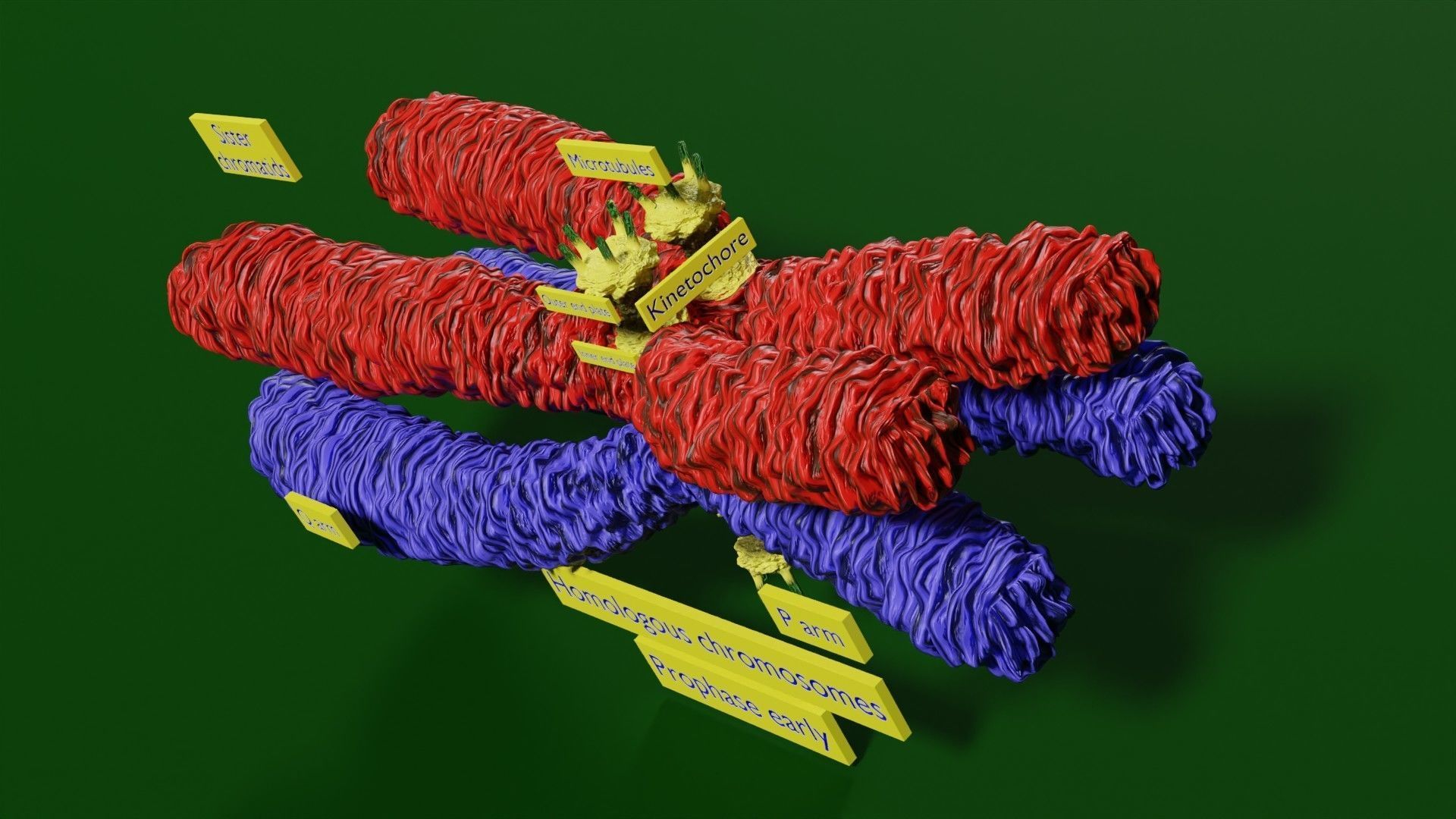 Chromosome homologous centromere kinetochore blender 3d model 3D model ...