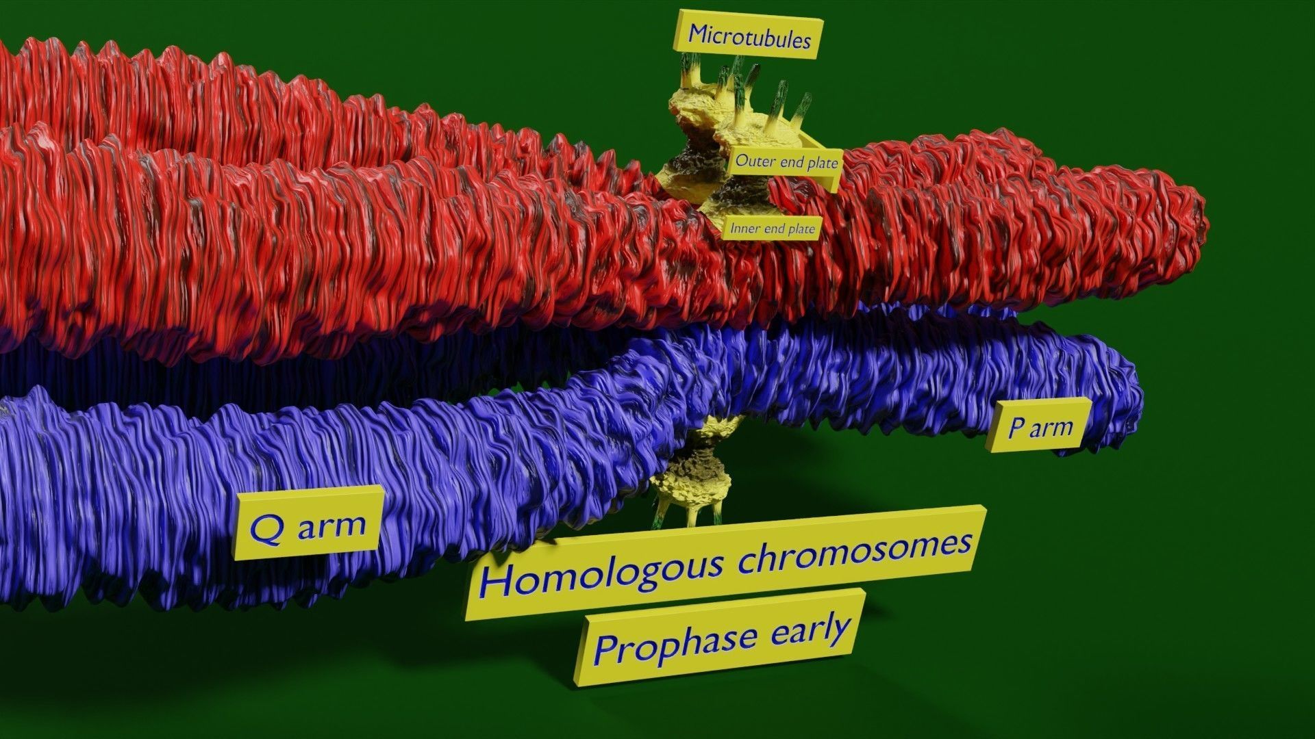 Chromosome homologous centromere kinetochore blender 3d model 3D model ...