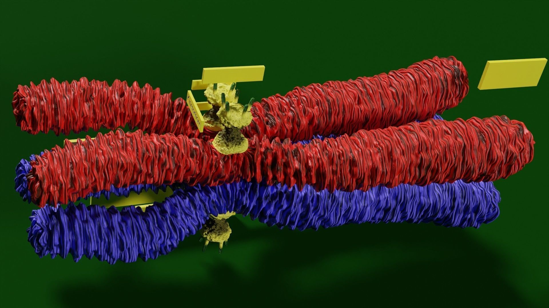 Chromosome homologous centromere kinetochore blender 3d model 3D model ...