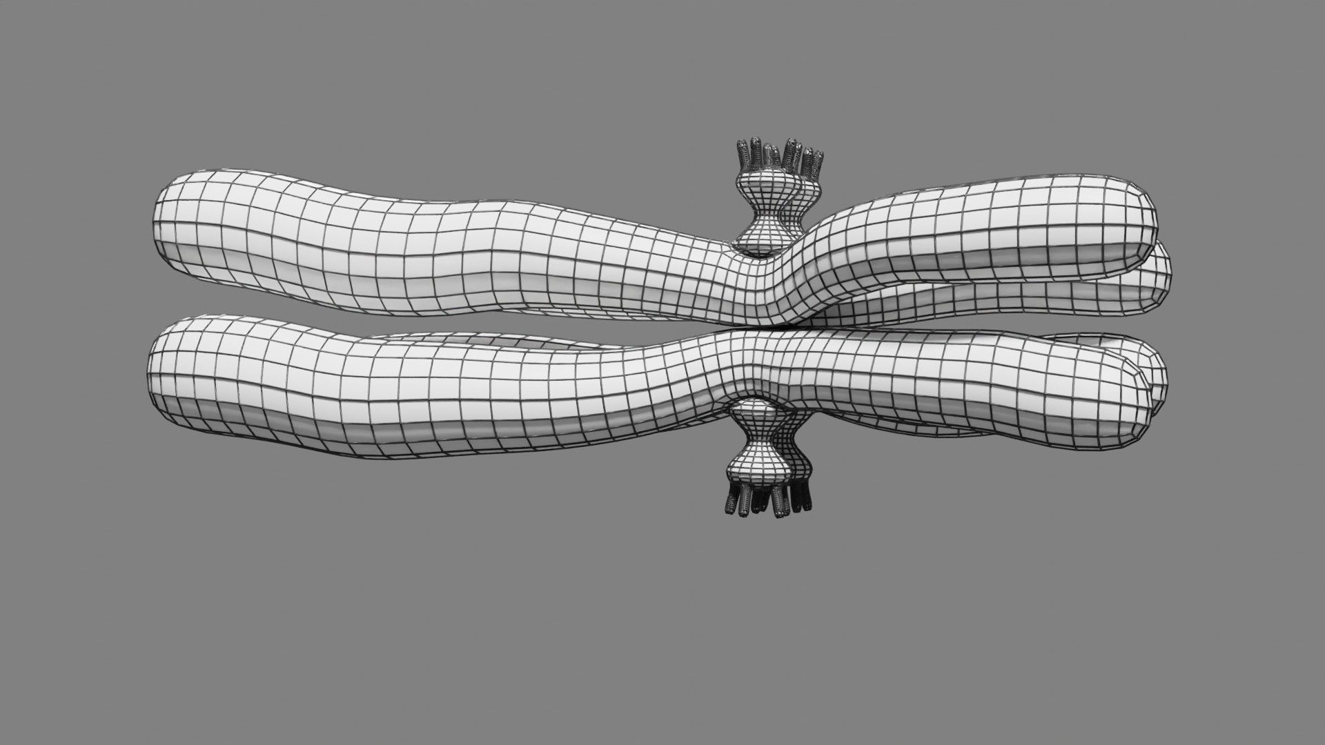 Chromosome homologous centromere kinetochore blender 3d model 3D model ...