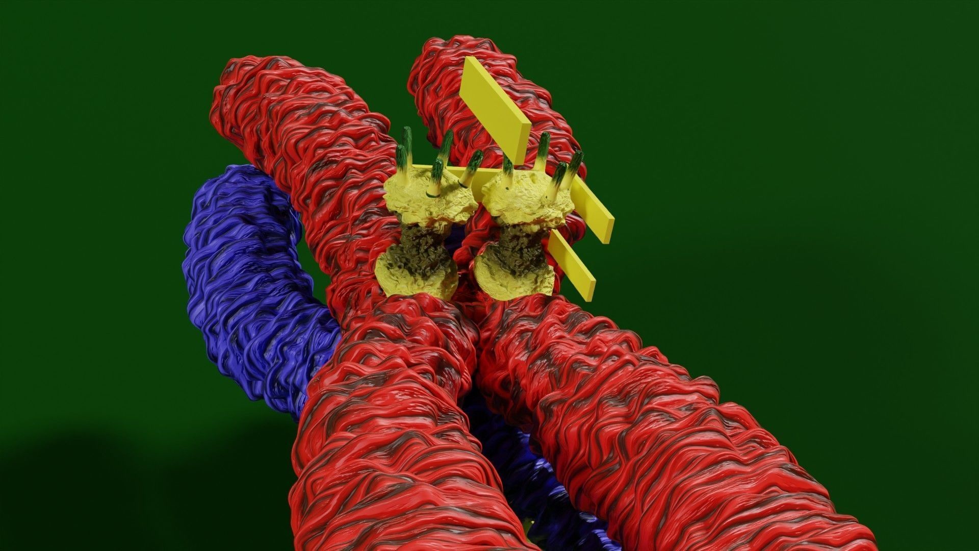 Chromosome homologous centromere kinetochore blender 3d model 3D model ...