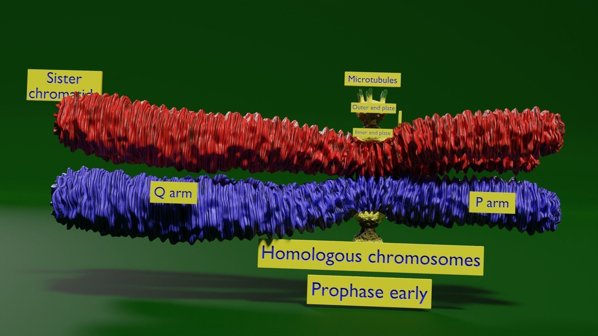 Chromosome homologous centromere kinetochore blender 3d model 3D model ...