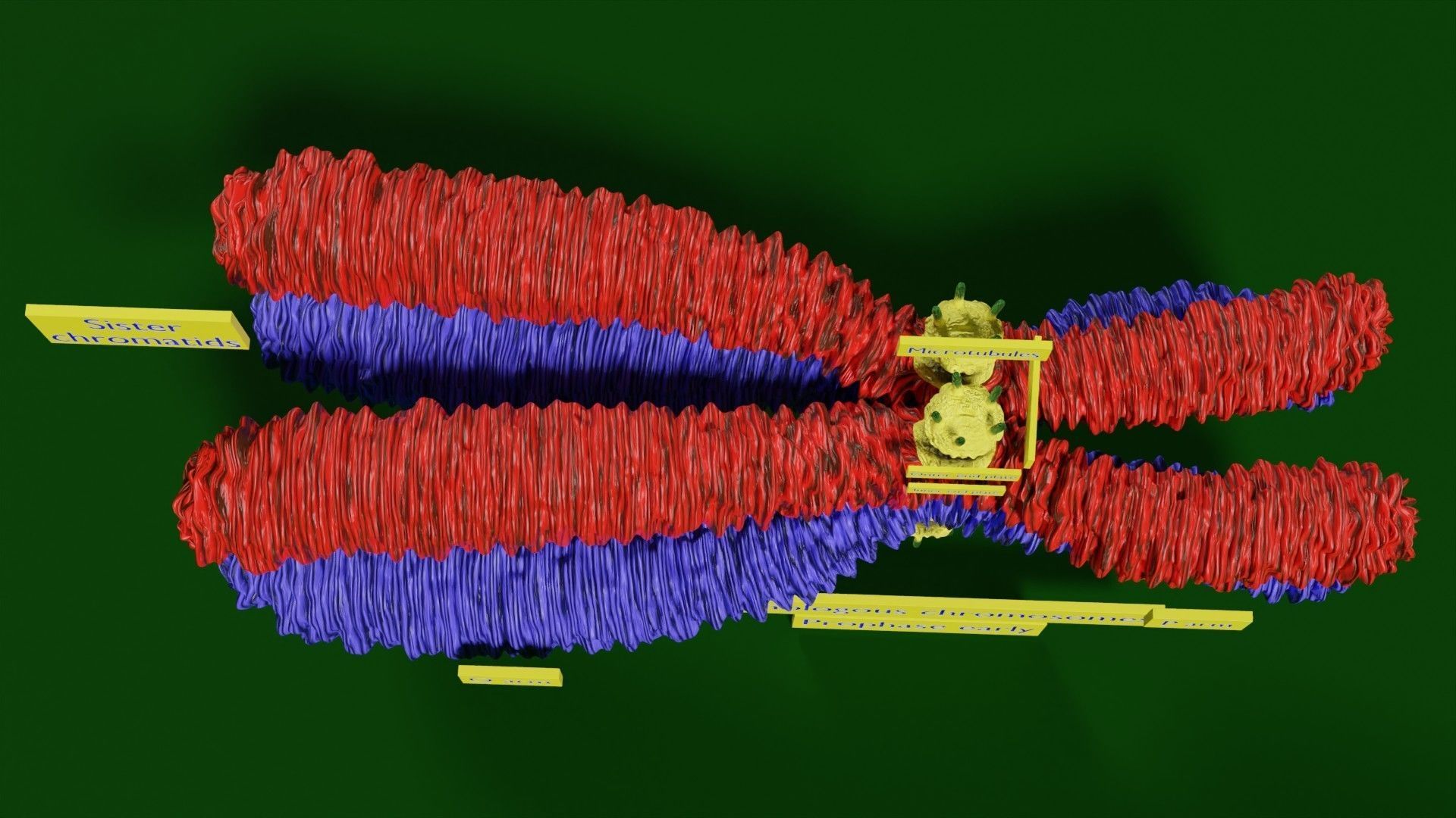 Chromosome homologous centromere kinetochore blender 3d model 3D model ...
