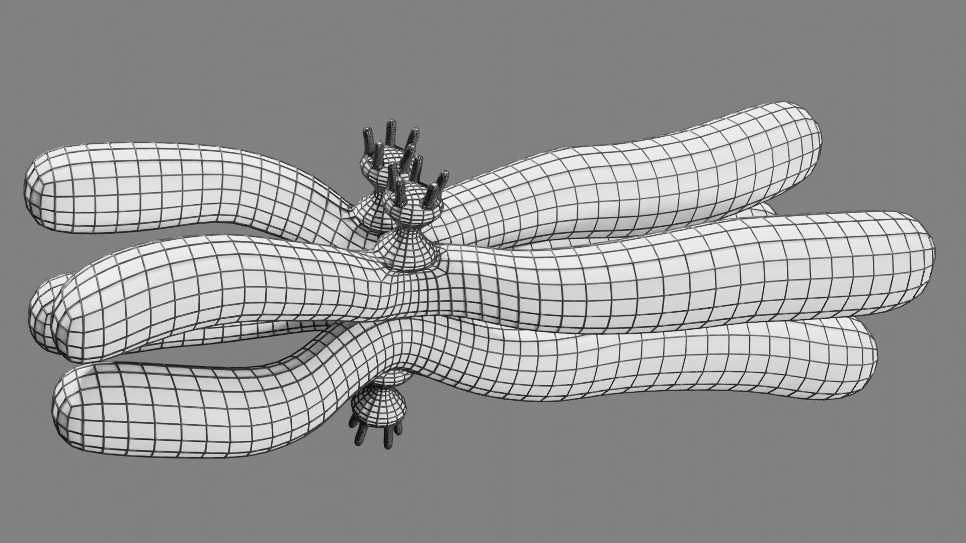 Chromosome homologous centromere kinetochore blender 3d model 3D model ...