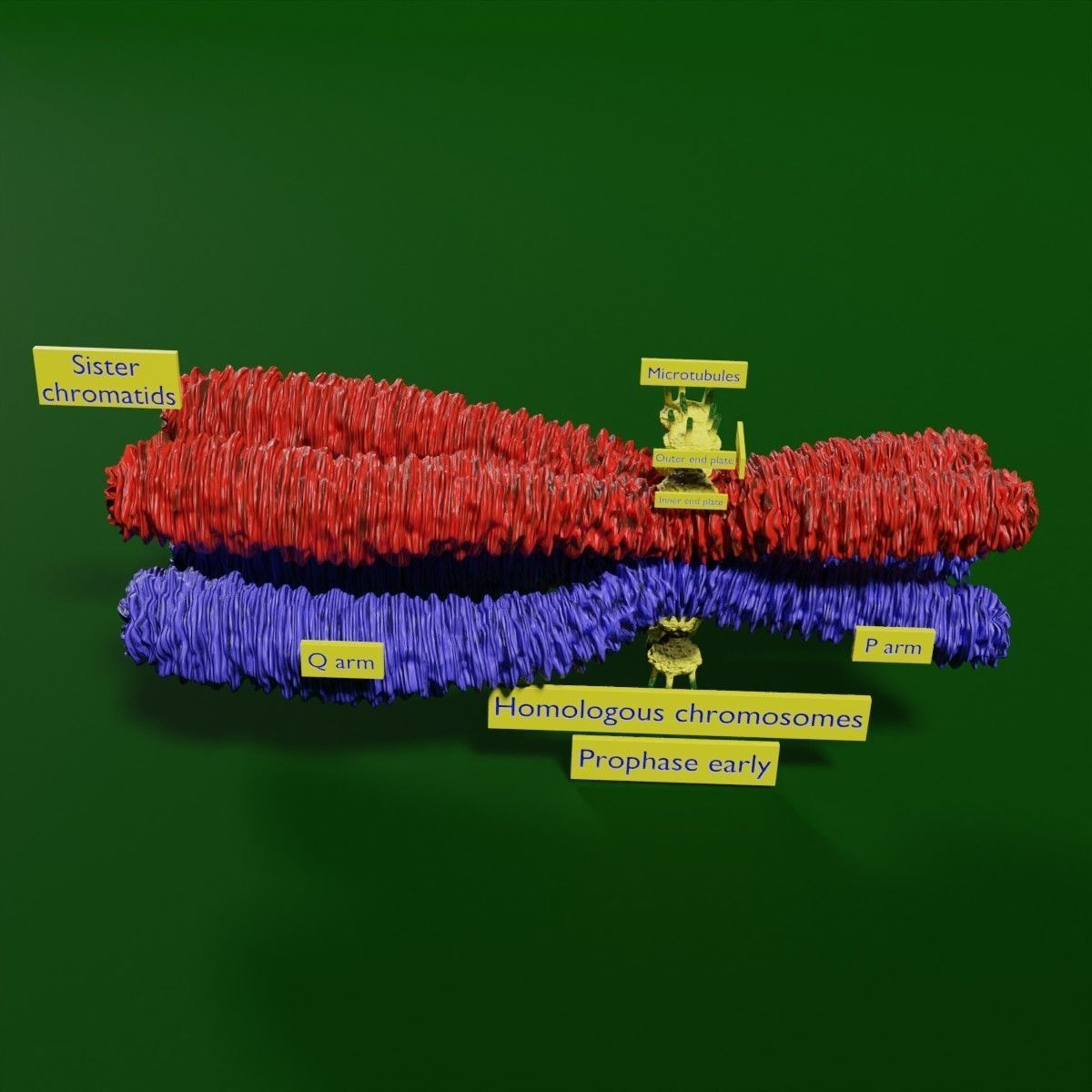 Chromosome homologous centromere kinetochore blender 3d model 3D model ...
