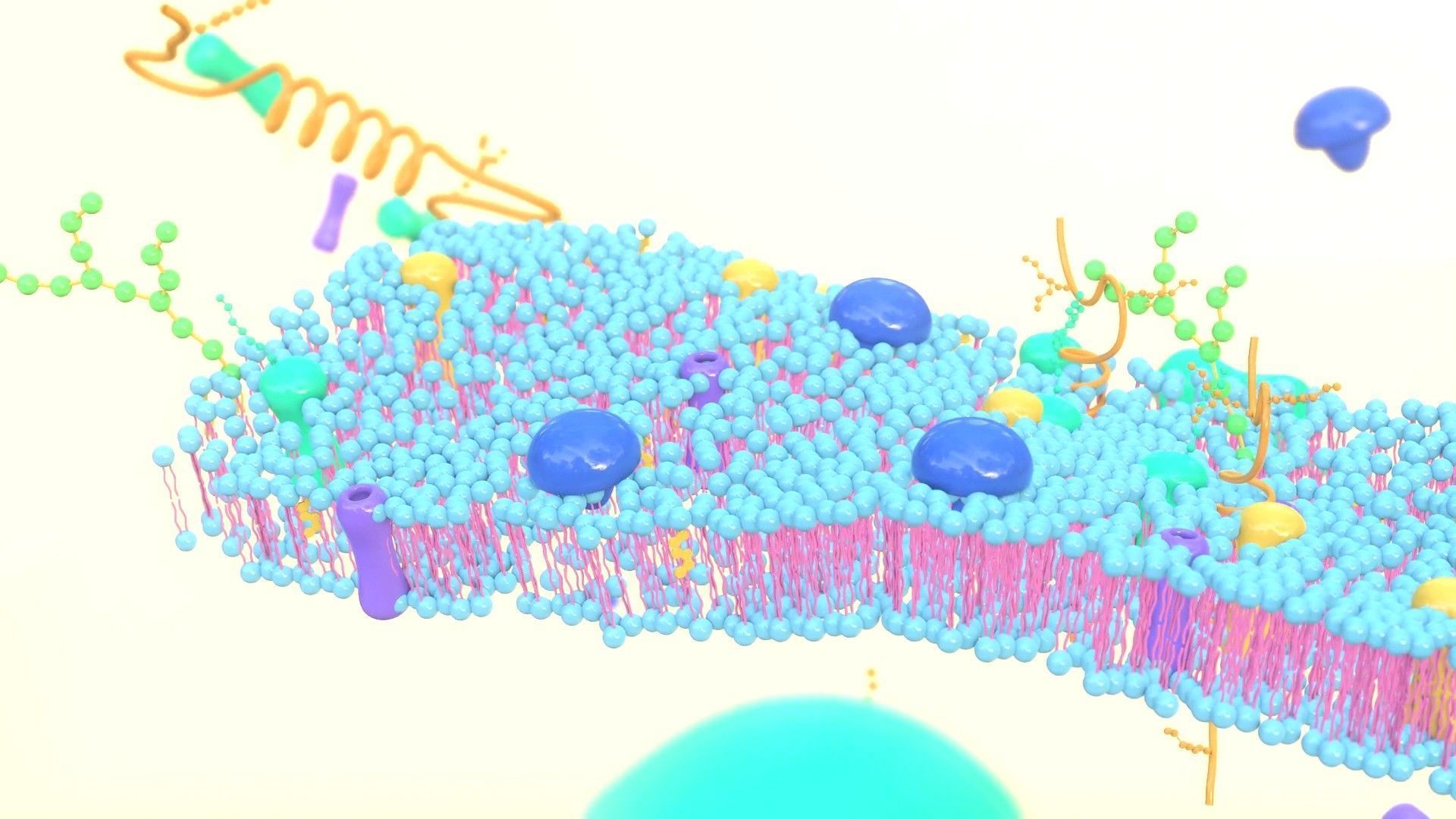 Cell membrane diagram 3D model animated | CGTrader