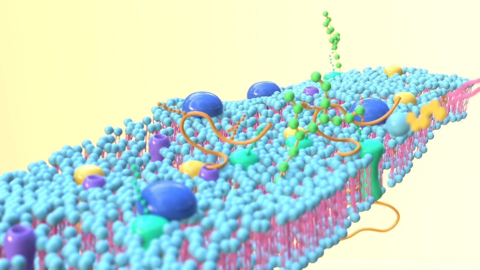 Cell membrane diagram 3D model animated | CGTrader