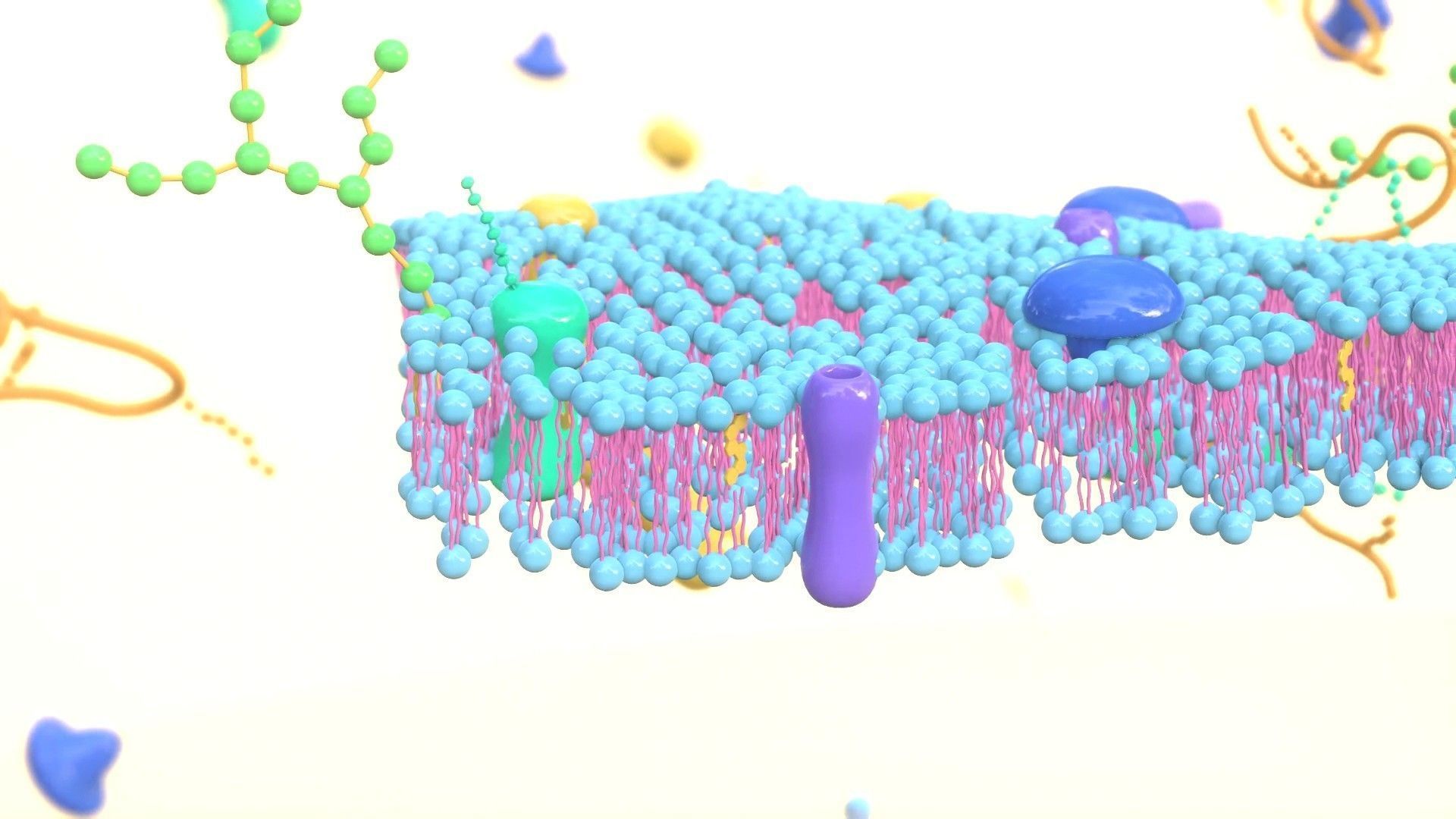 Cell membrane diagram 3D model animated | CGTrader