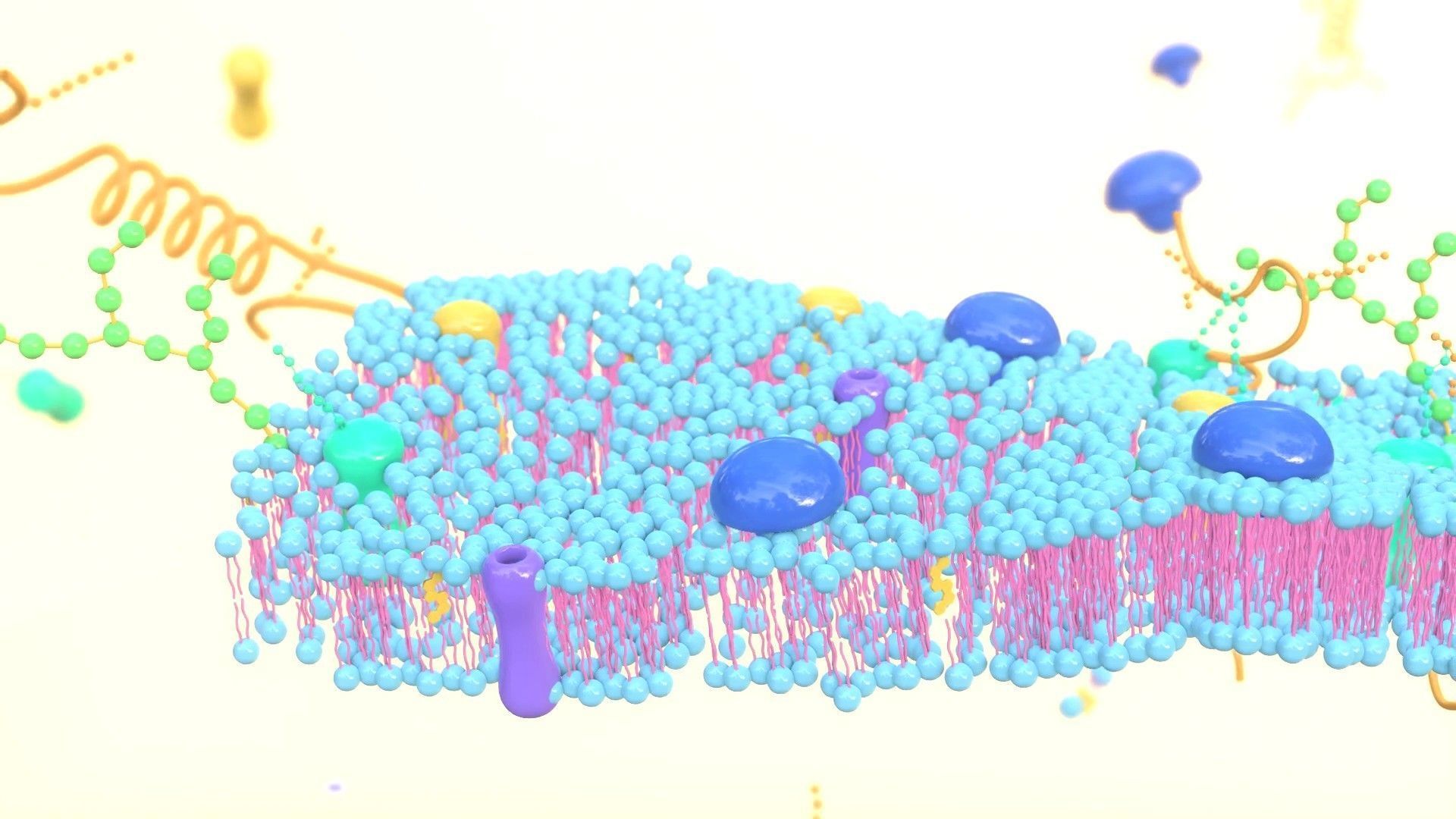 Cell membrane diagram 3D model animated | CGTrader
