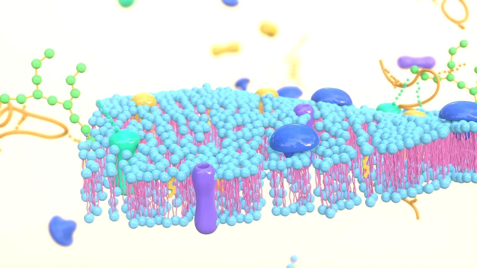 Cell membrane diagram 3D model animated | CGTrader
