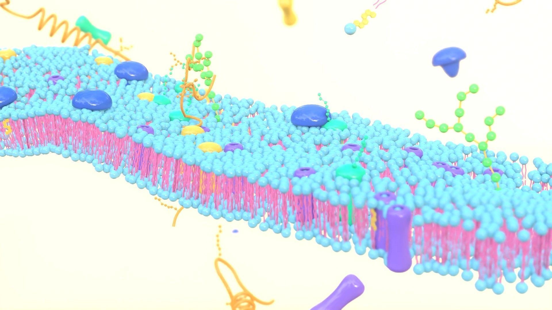 Cell membrane diagram 3D model animated | CGTrader