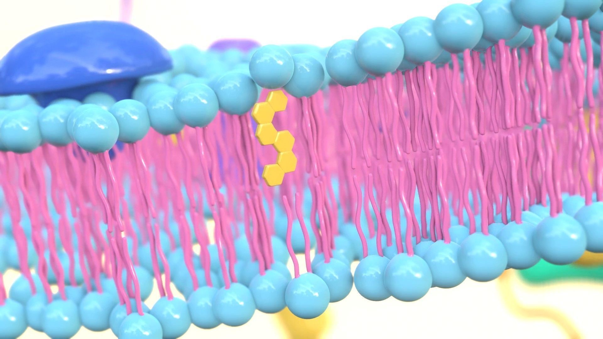 Cell membrane diagram 3D model animated | CGTrader