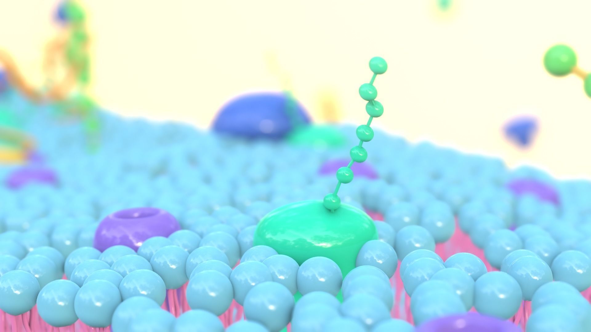 Cell membrane diagram 3D model animated | CGTrader