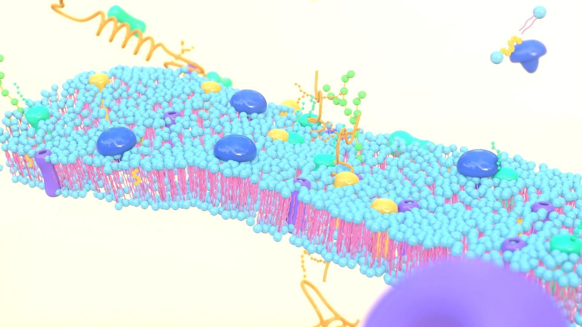 Cell membrane diagram 3D model animated | CGTrader