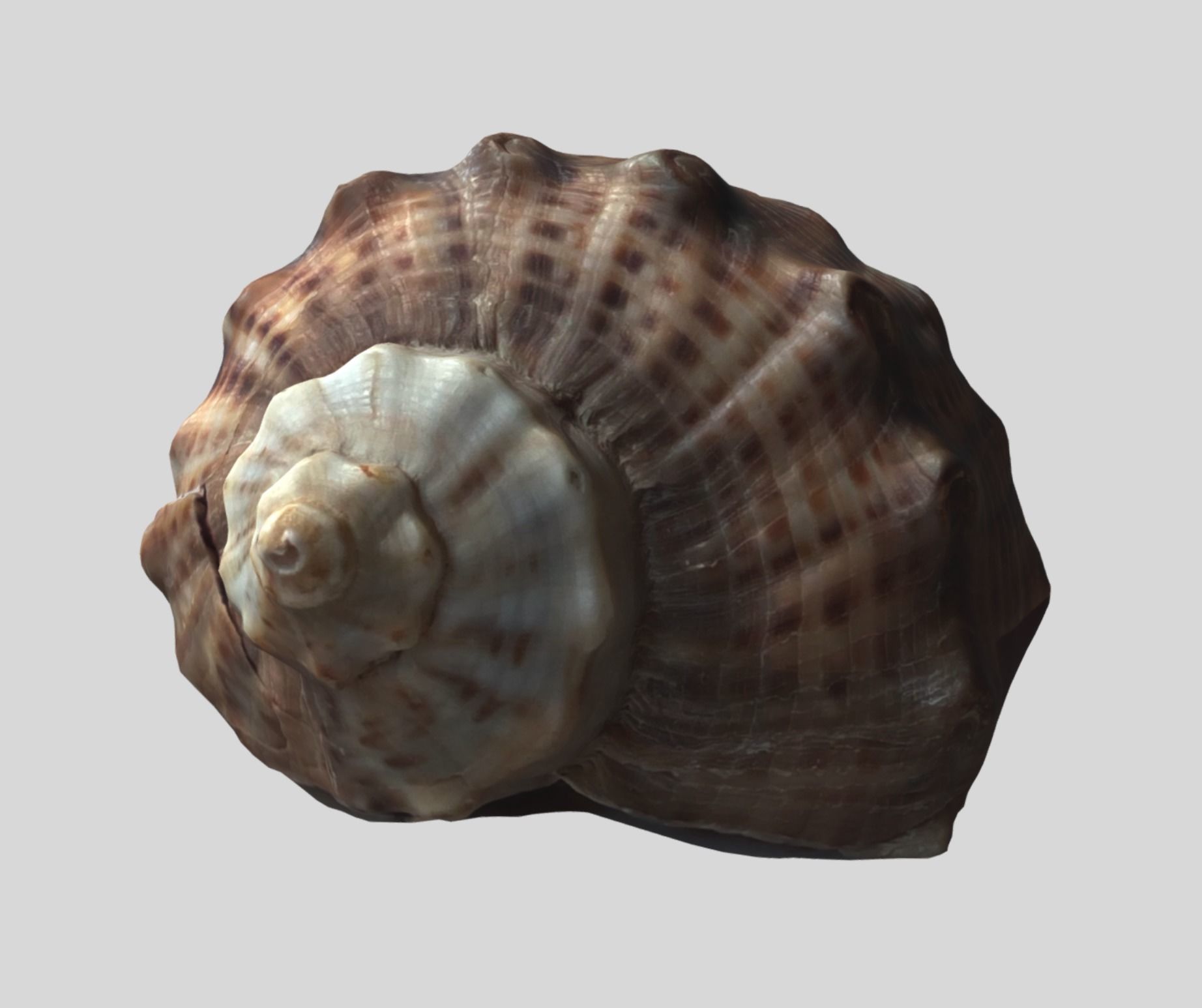 Seashell free 3D model | CGTrader