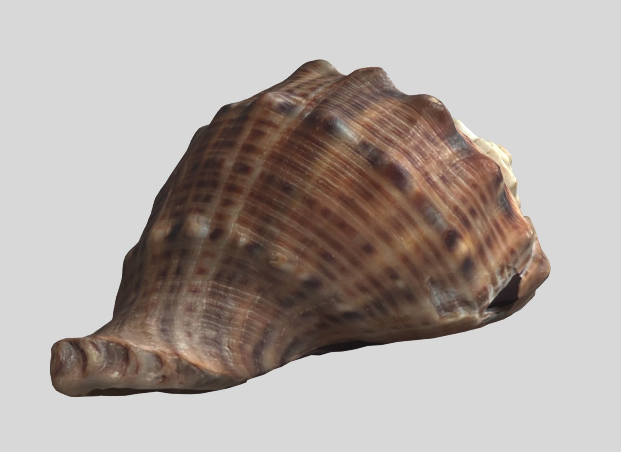 Seashell free 3D model | CGTrader