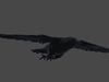 3D model 3D Animate Crow VR / AR / low-poly | CGTrader