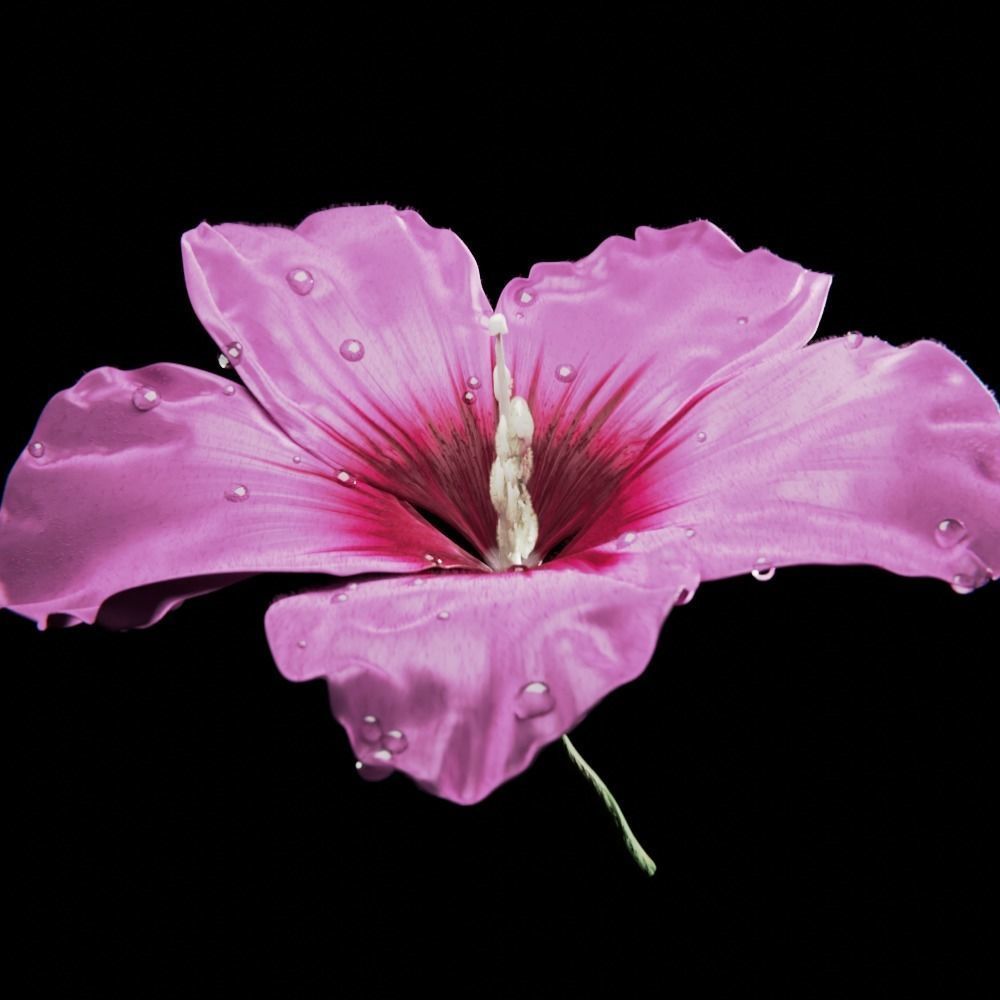 Althea Flower - hibiscus syriacus 3D model | CGTrader