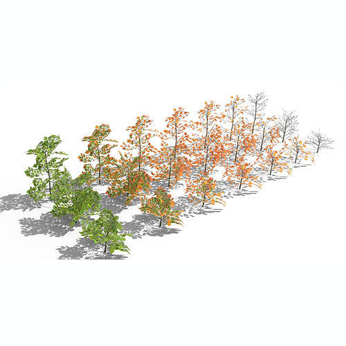 3D model Beech Shrubs Pack VR / AR / low-poly | CGTrader