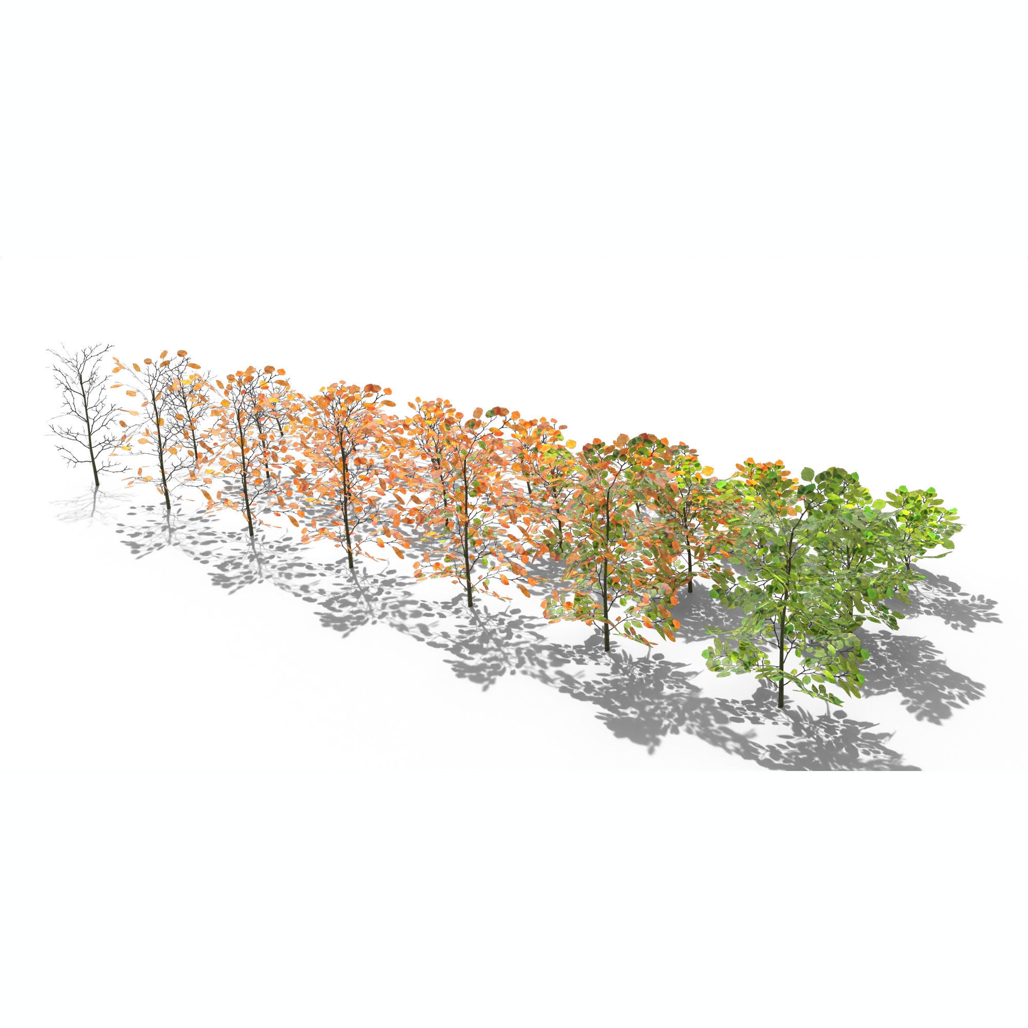 3D model Beech Shrubs Pack VR / AR / low-poly | CGTrader