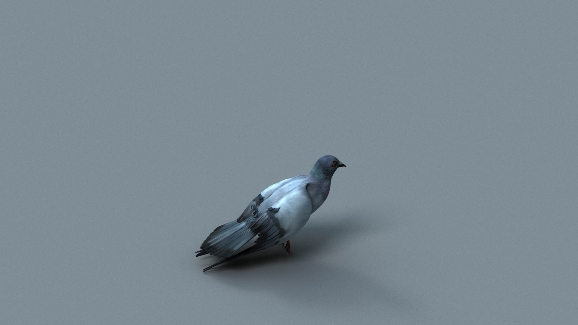 bird dove Columbidae rig 3D model rigged | CGTrader