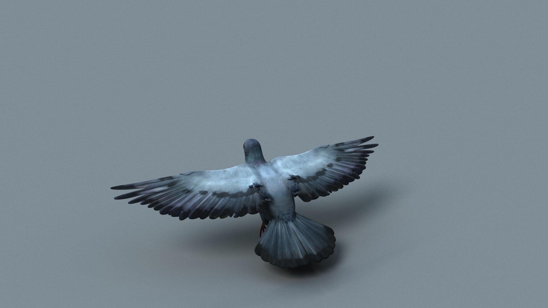 bird dove Columbidae rig 3D model rigged | CGTrader
