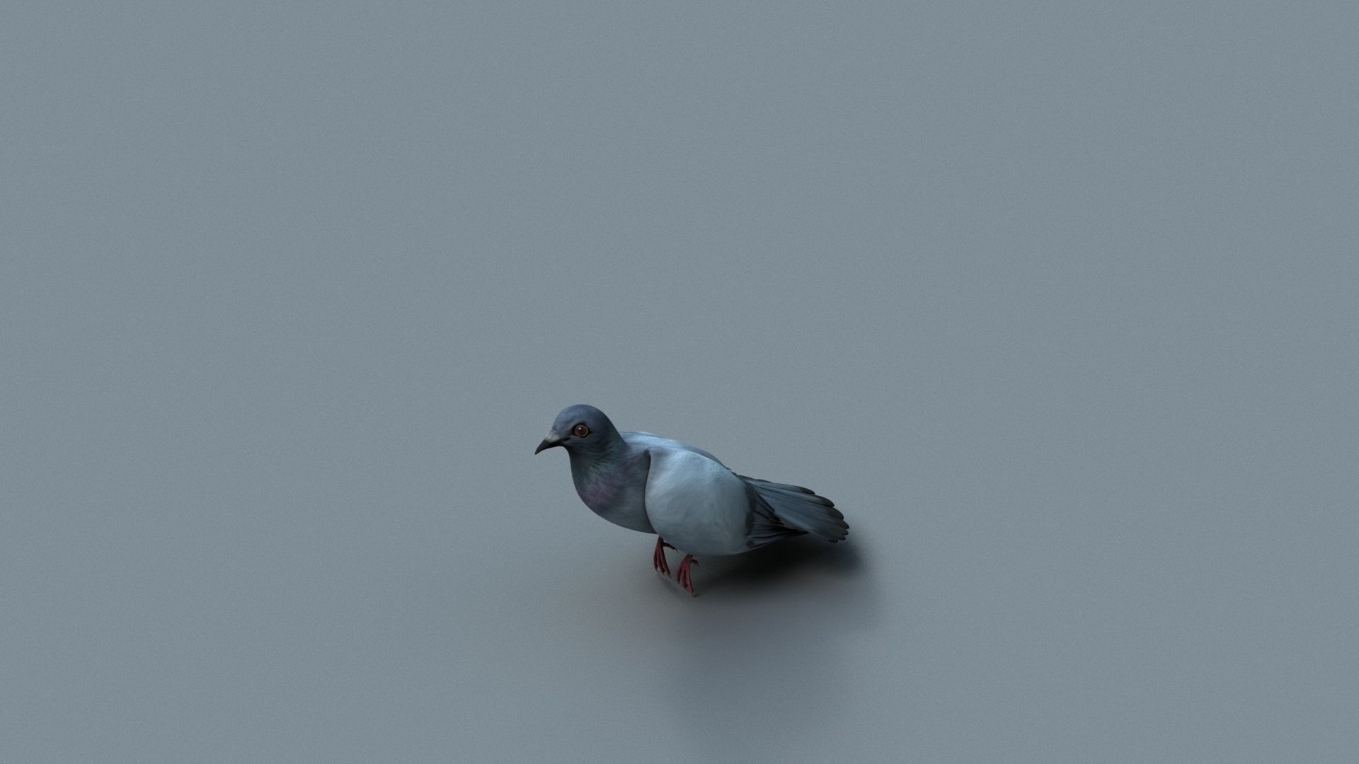 bird dove Columbidae rig 3D model rigged | CGTrader