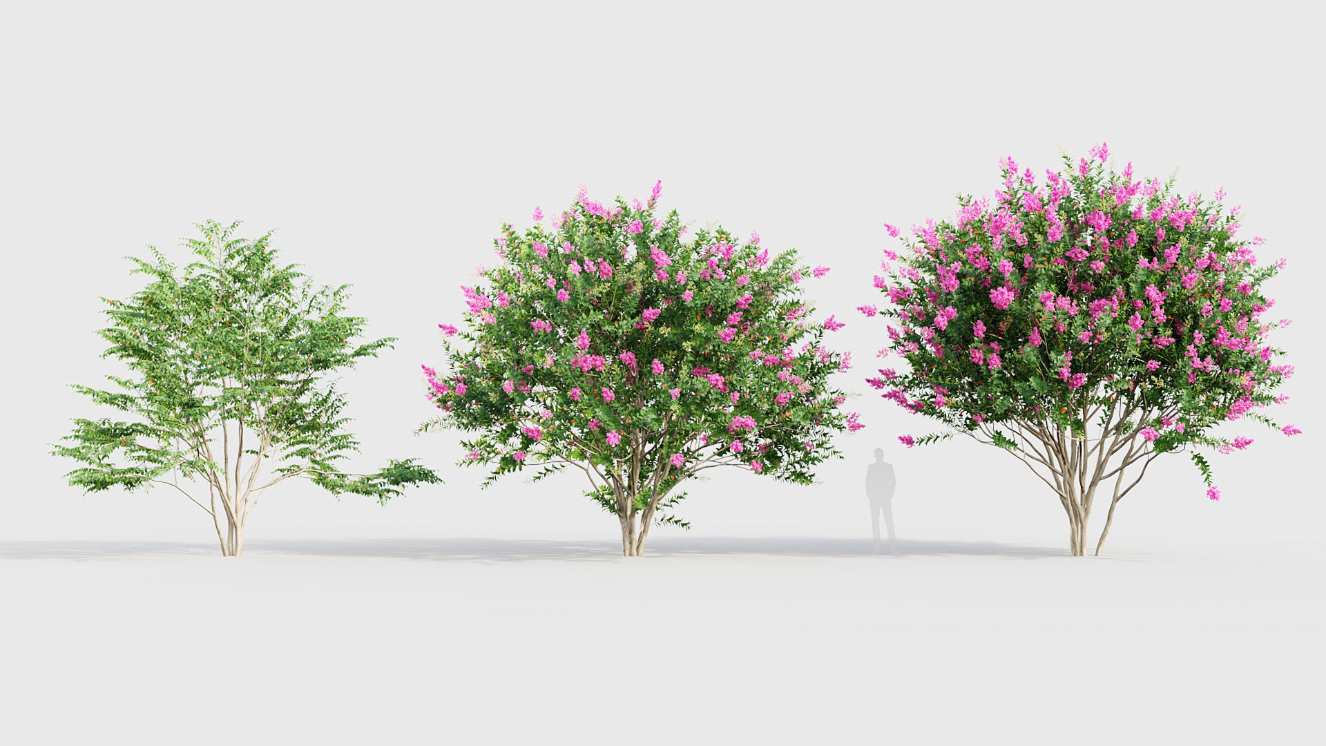 Lagerstroemia indica Crape myrtle 3D model | CGTrader