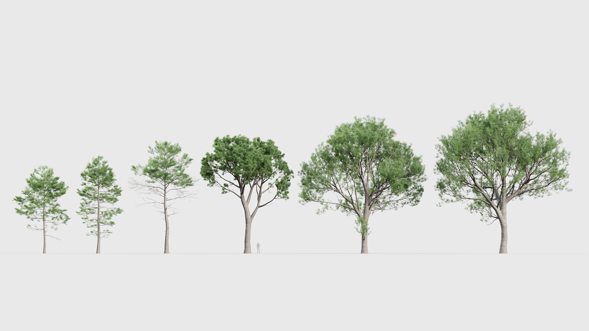 Pinus pinaster Maritime pine 3D model | CGTrader
