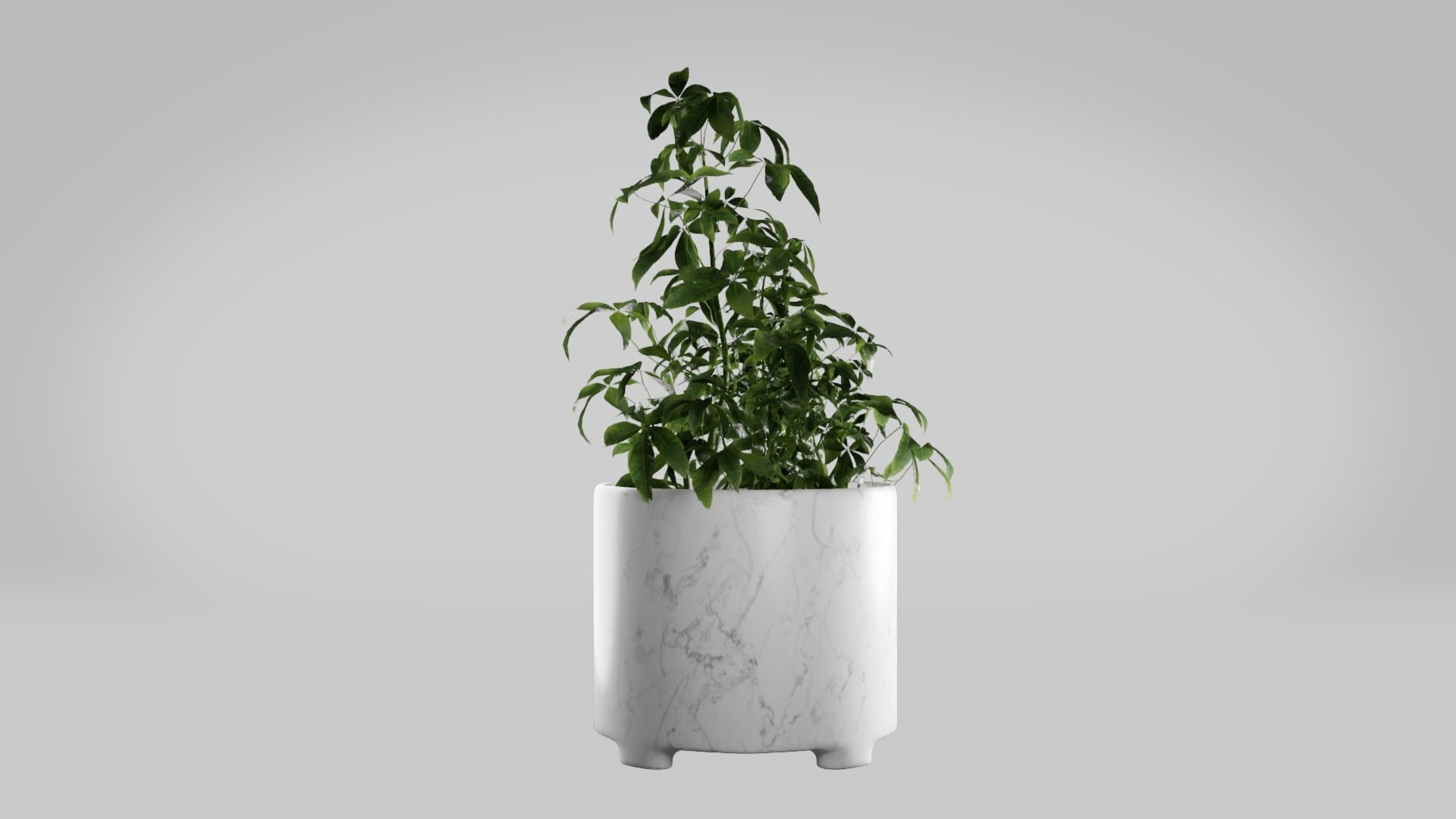 Pot Plant photo realistic house plant marble potter free 3D model ...