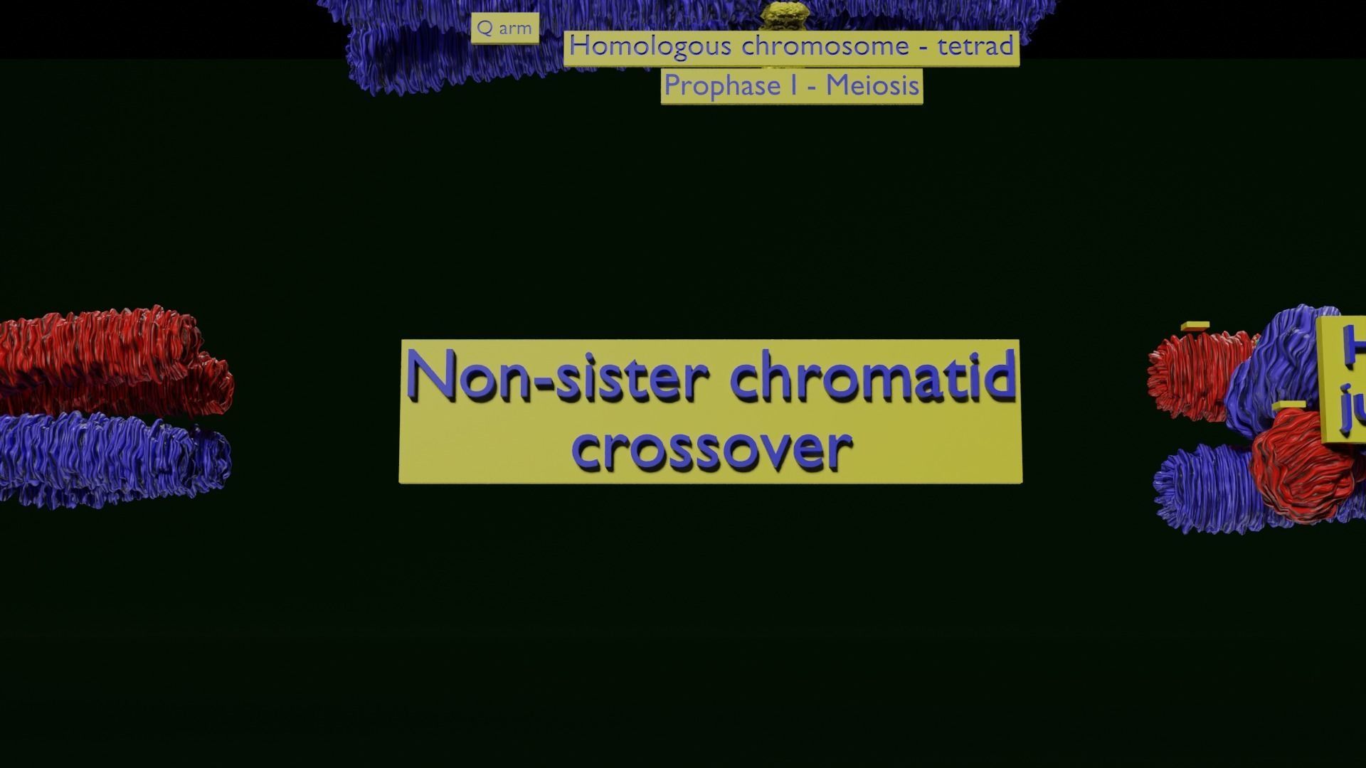 Chromosome genetic recombination blender 3d 3D model | CGTrader