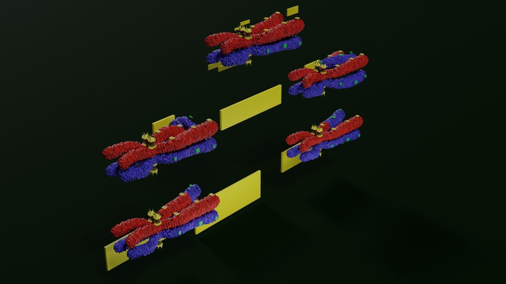 Chromosome genetic recombination blender 3d 3D model | CGTrader