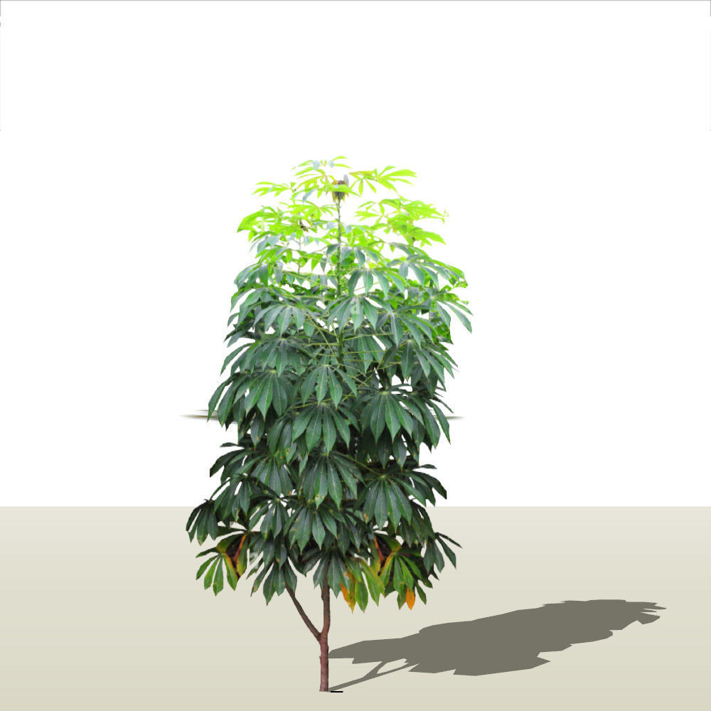 Cassava plant 3D model | CGTrader