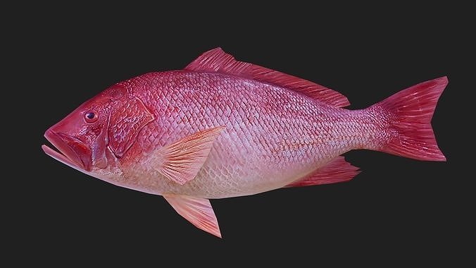 3D model Snapper VR / AR / low-poly | CGTrader