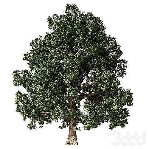 Trees 3D model | CGTrader