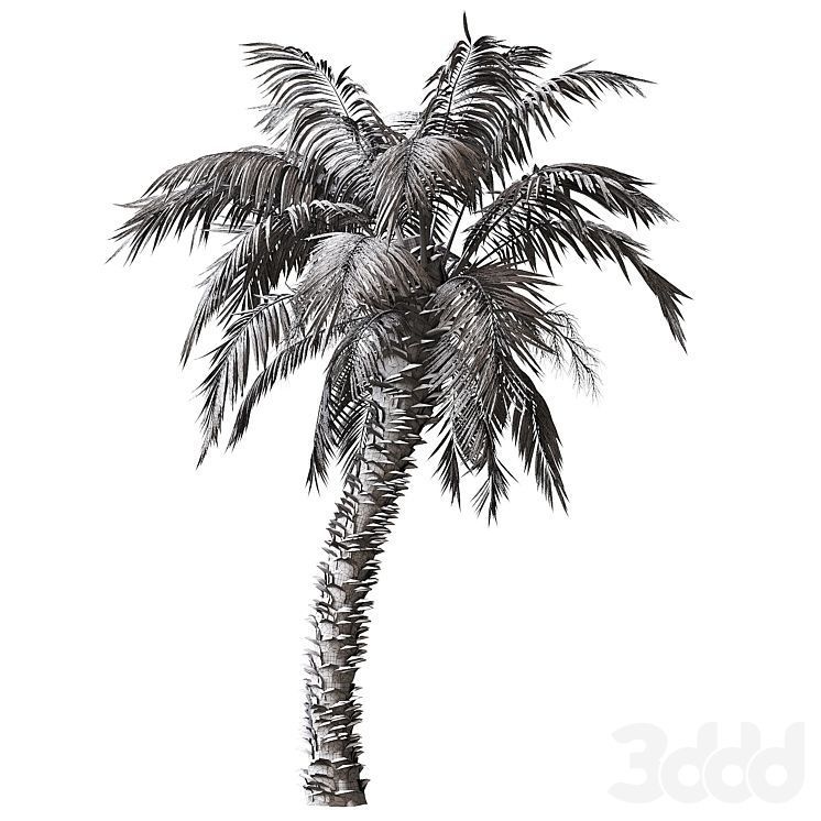 Arabian palm 3D model | CGTrader