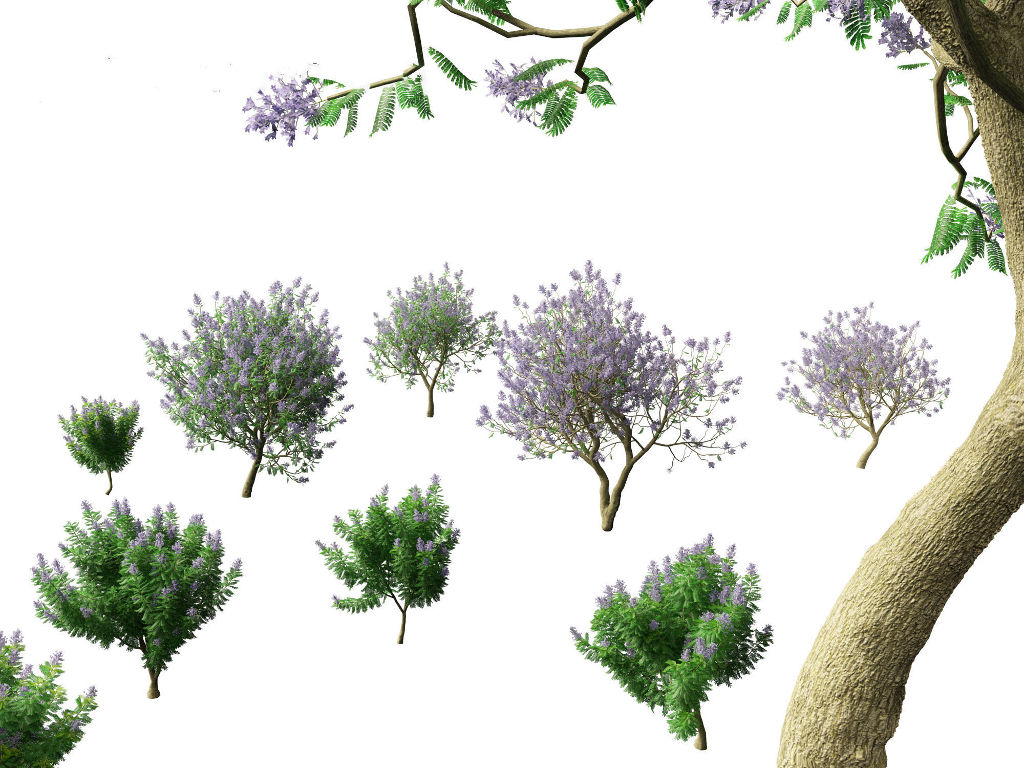 Jacaranda mimosifolia - Jacaranda 3D model | CGTrader